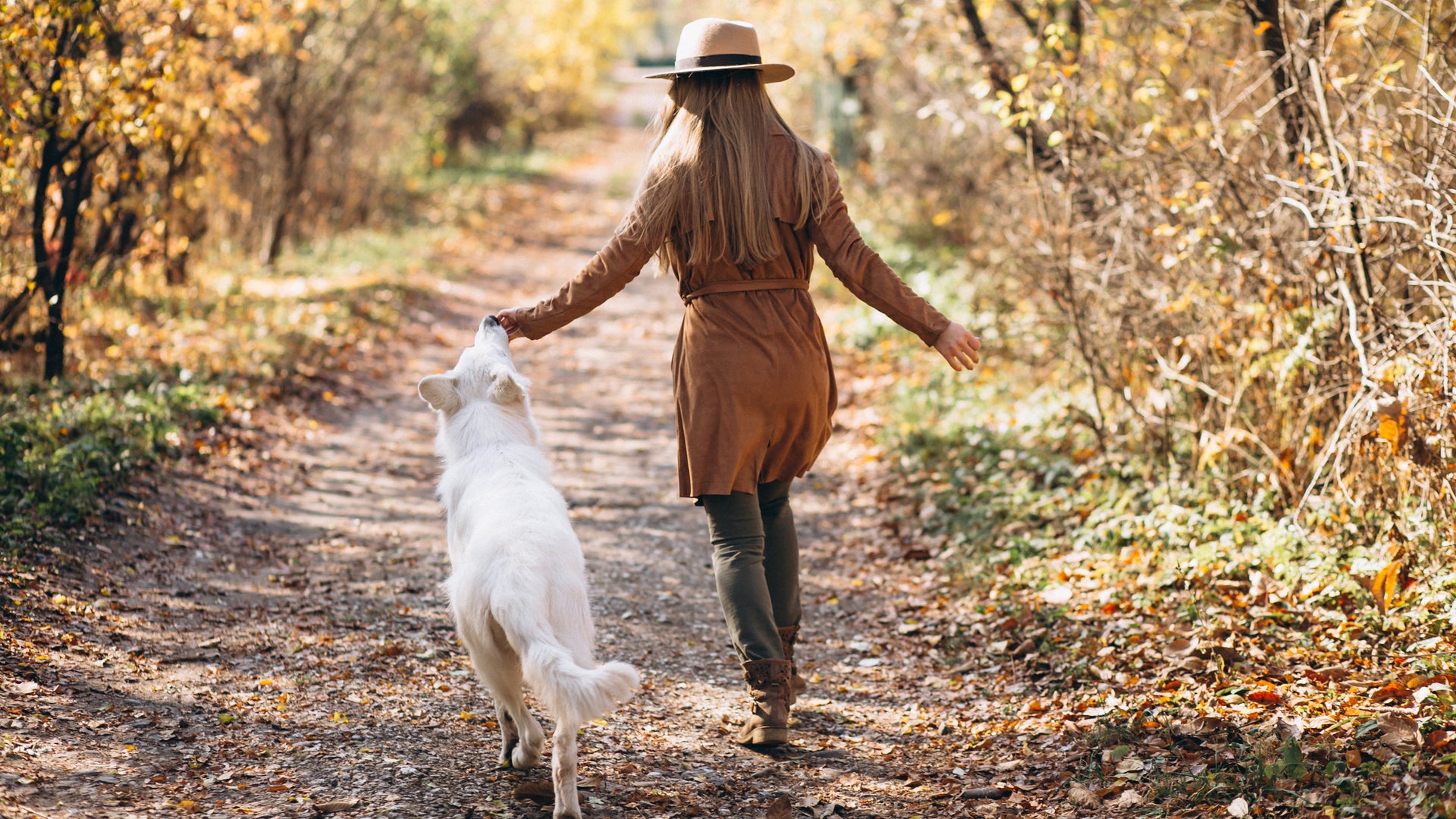 The Cotswold Dog Boutique | Premium Dog Supplies | UK